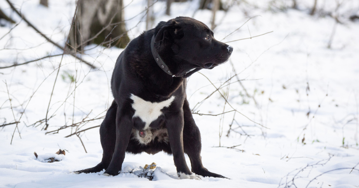 The Frosty Facts on Frozen Dog Poop